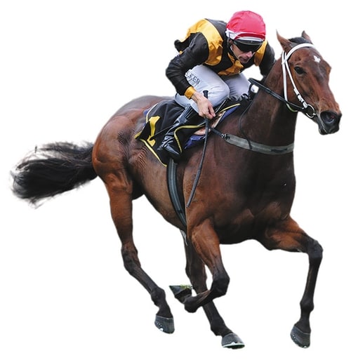 palaMOUNTAINS Extreme Equine Plus - Equine Food Supplement