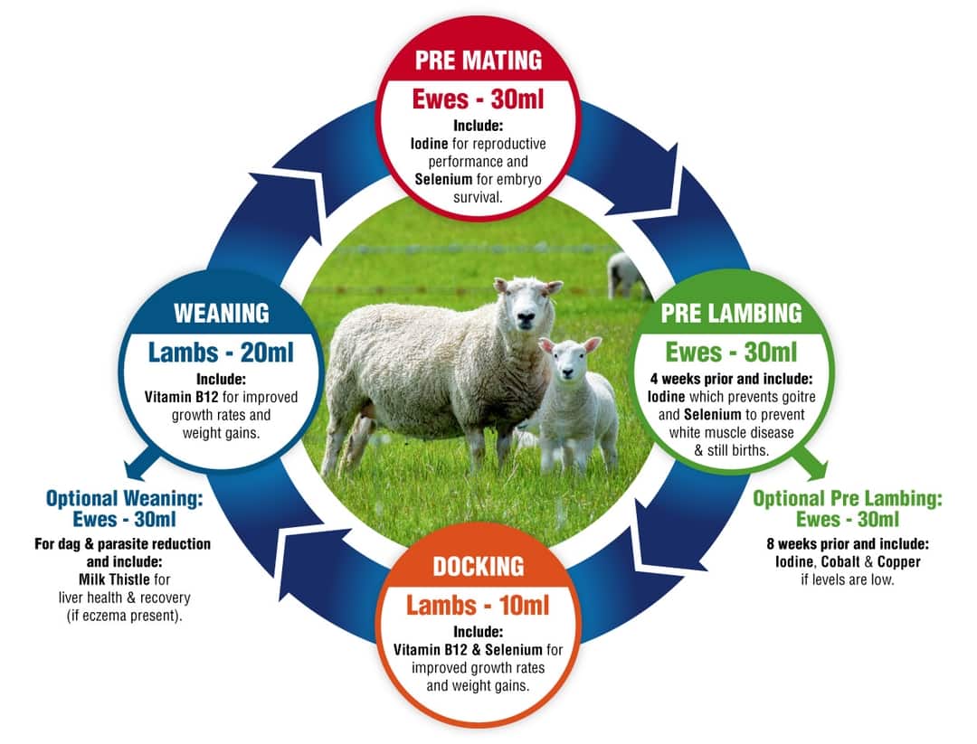 Sheep Nutrition Products